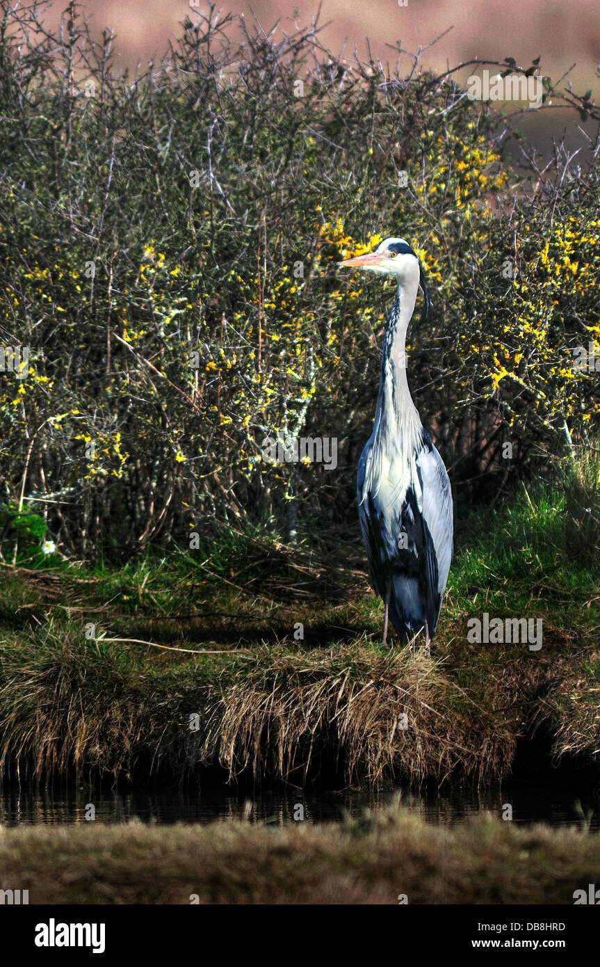 Heron on bank river hi-res stock photography and images - Alamy