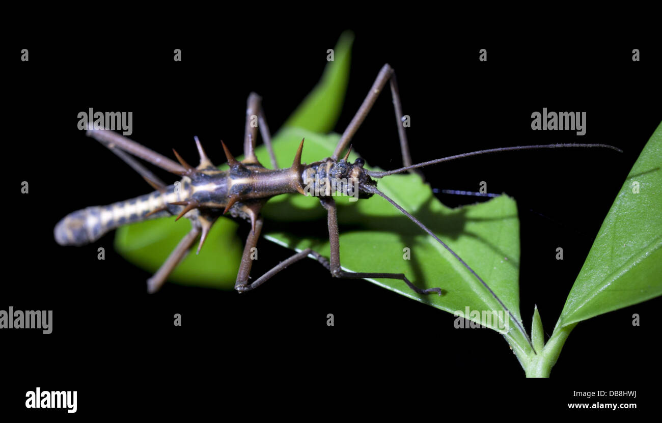 Touch-Me-Not Stick Insect, Epidares nolimetangere, on a leaf, Bako ...