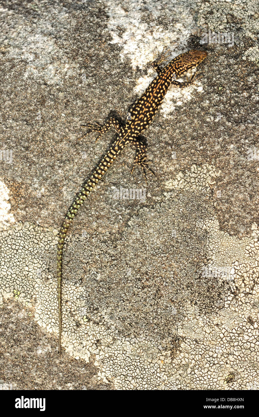 Iberian lizard hi-res stock photography and images - Alamy