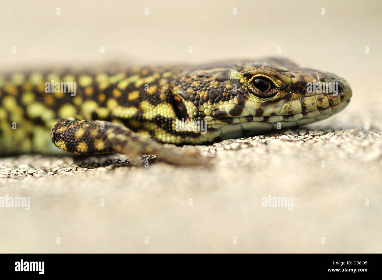 Spanish lizard hi-res stock photography and images - Alamy
