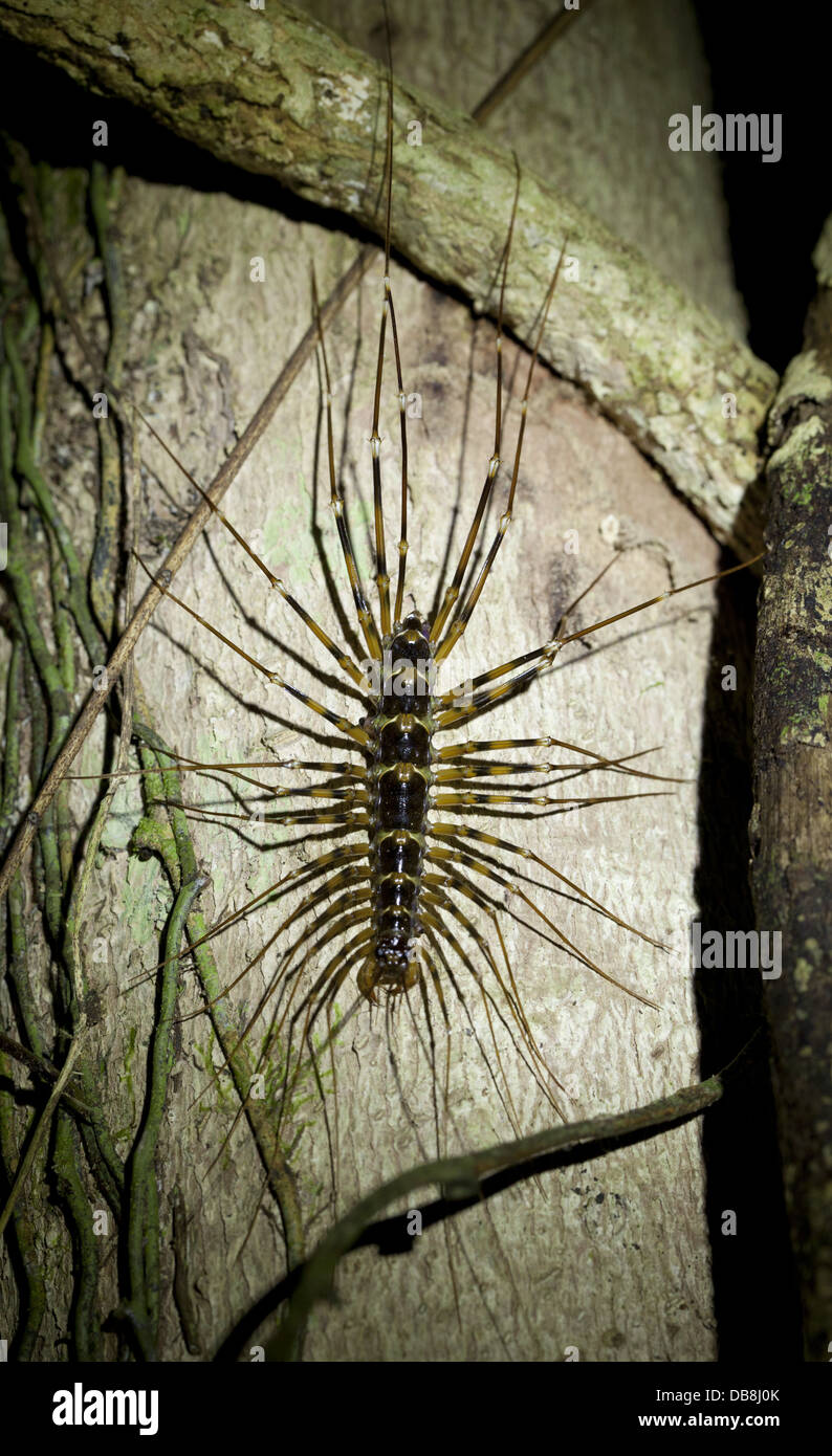 Insect, Bako National Park, Sarawak, Malaysia Stock Photo - Alamy