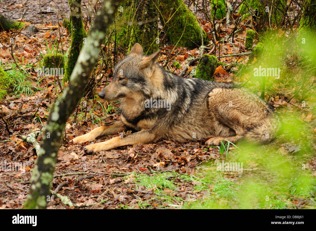 Iberian Wolf (Canis lupus signatus) Captive Stock Photo - Alamy