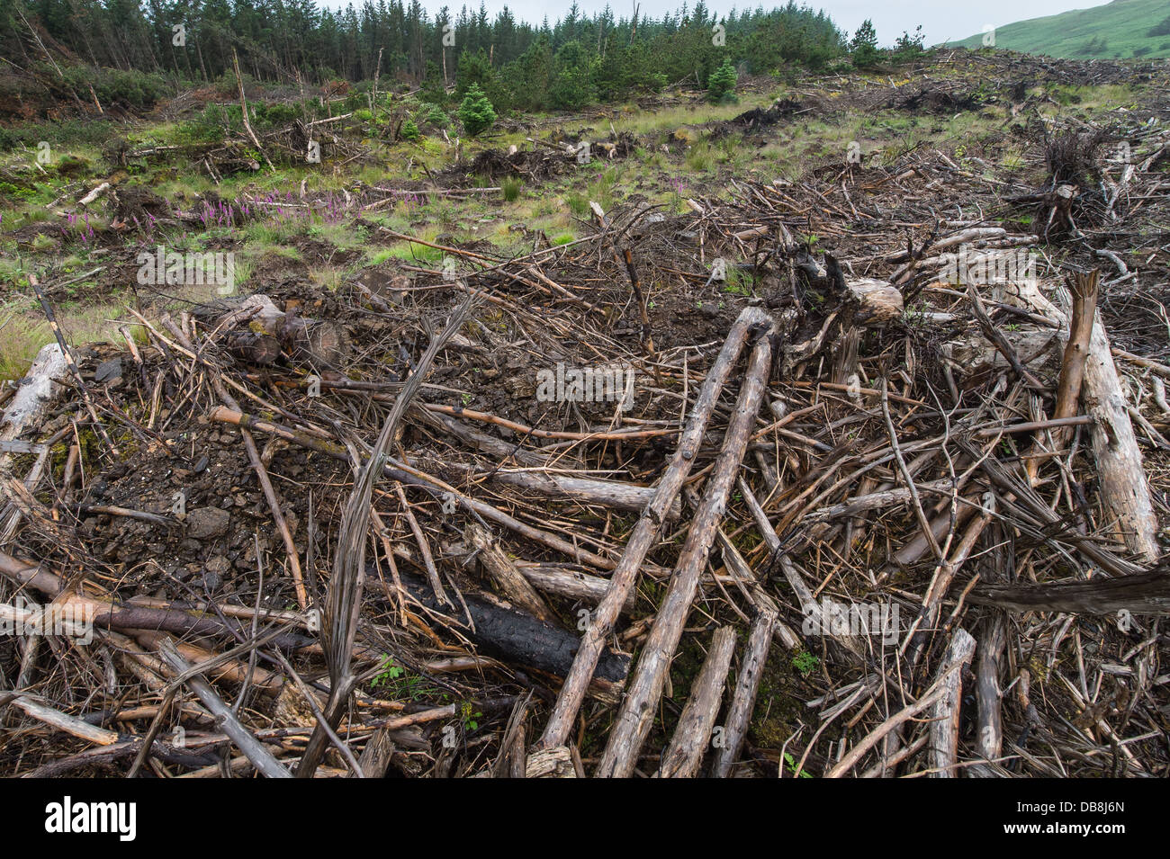 Results of deforestation hi-res stock photography and images - Alamy