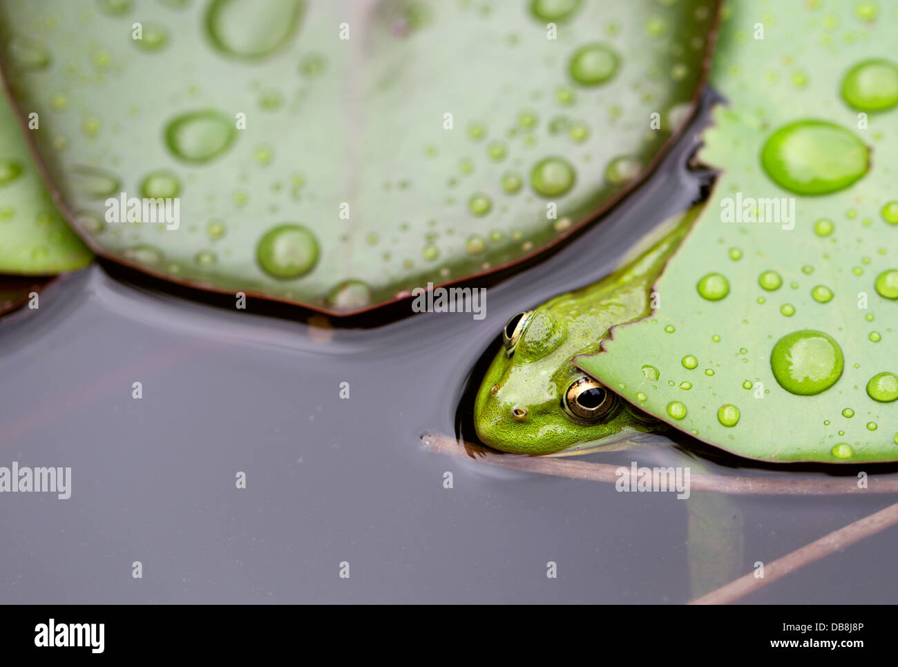 Frog on lily pad a macro background Stock Photo - Alamy