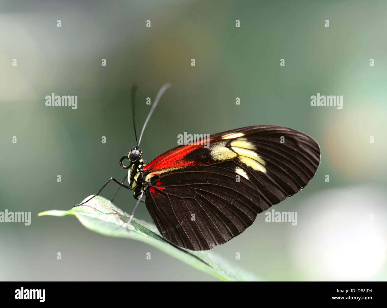 Closeup of a Doris Longwing butterfly resting on a leaf Stock Photo - Alamy