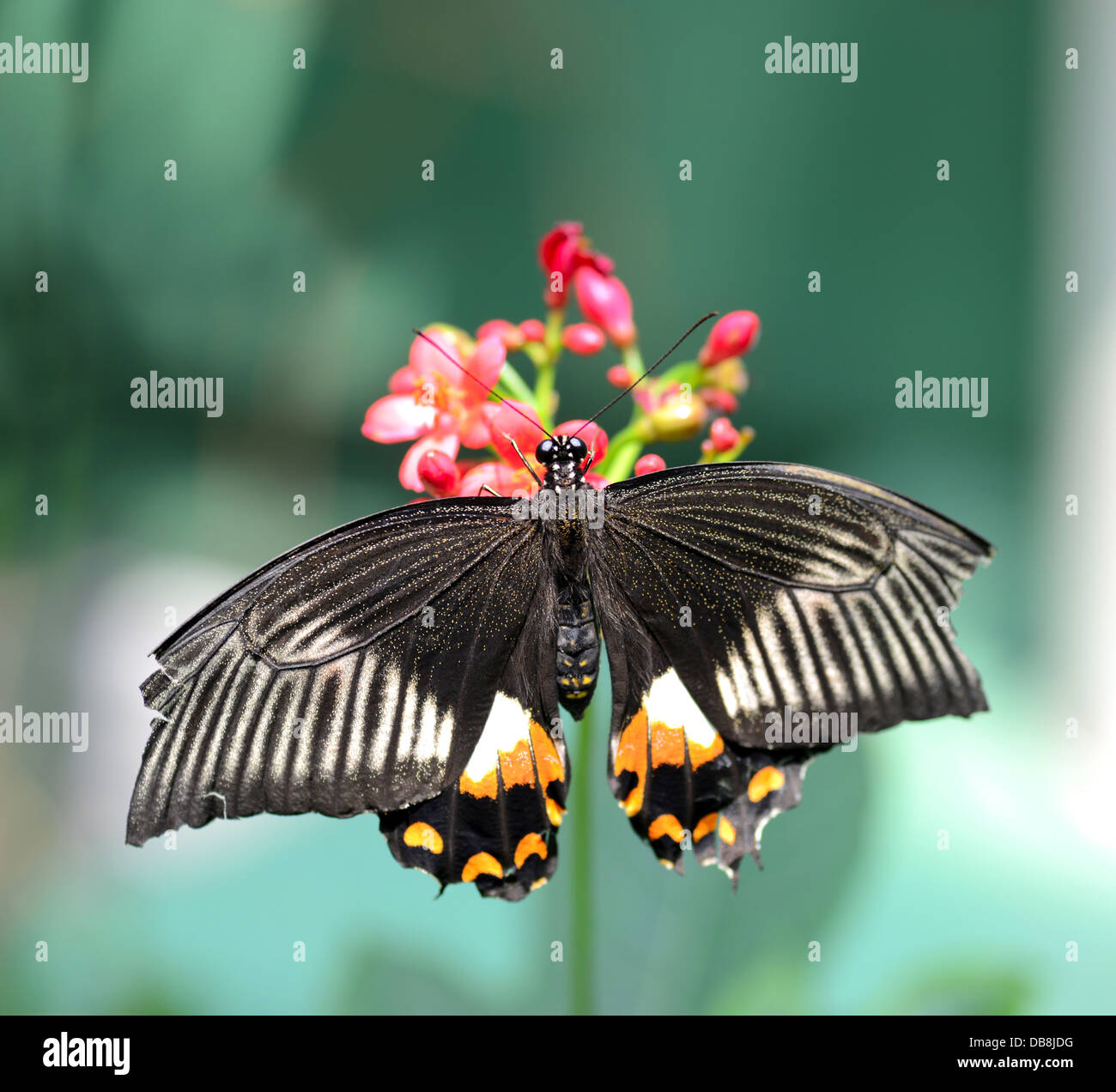 Exotic butterfly species hi-res stock photography and images - Alamy