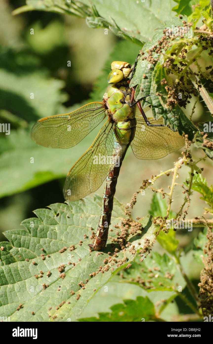 Large winged dragon fly hi-res stock photography and images - Alamy