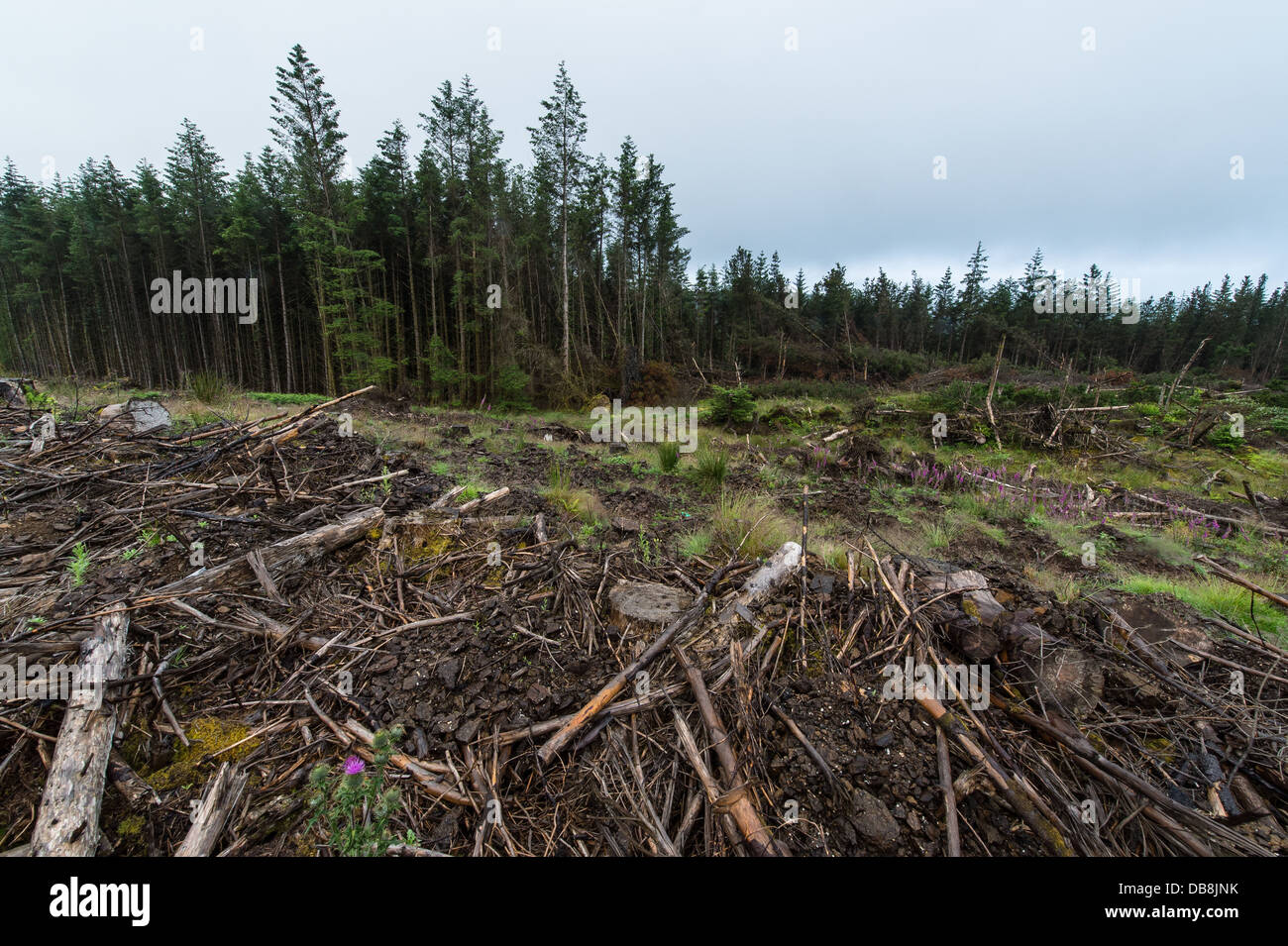 Results of deforestation hi-res stock photography and images - Alamy