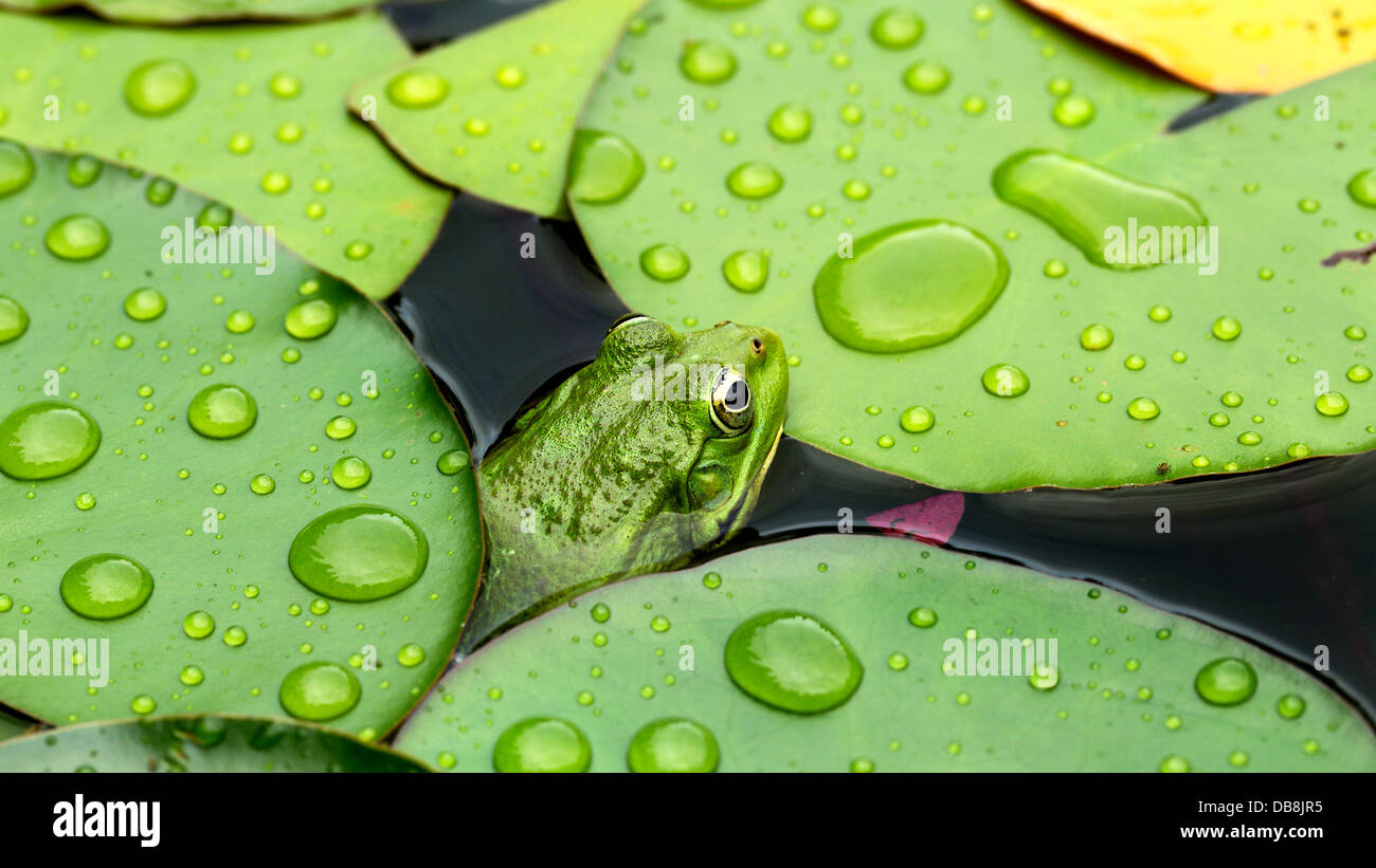 Frog on lily pad a macro background Stock Photo - Alamy