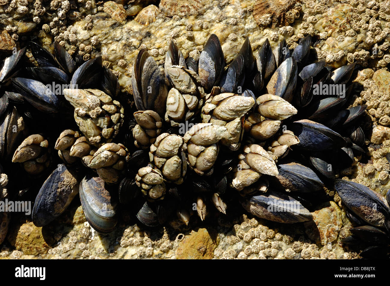 Coastal rocks covered in goose barnacles (pollicipes pollicipes) and ...