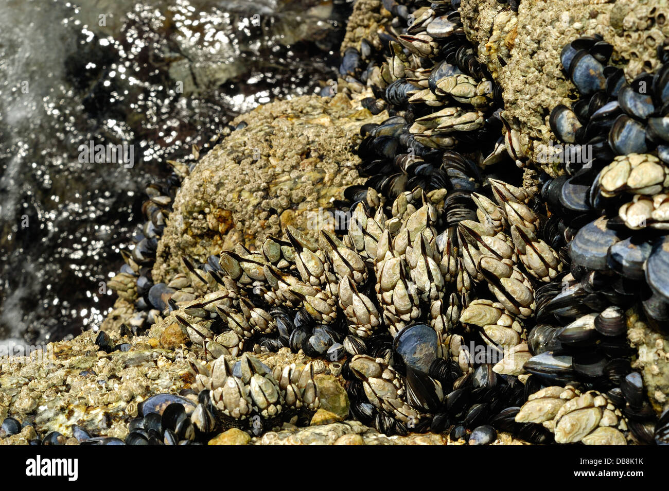 Coastal rocks covered in goose barnacles (pollicipes pollicipes) and ...