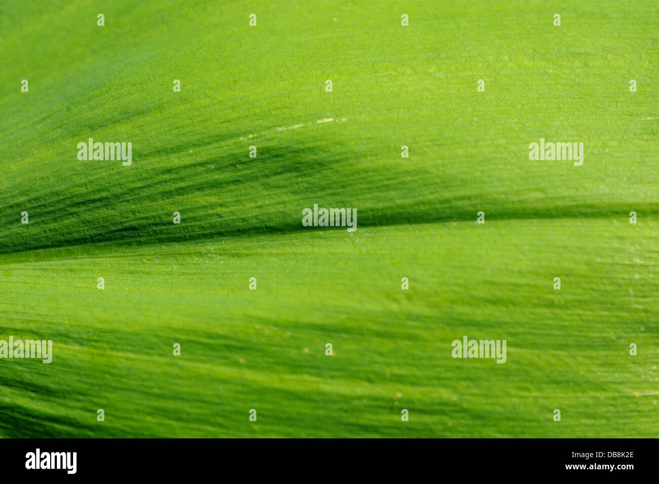 Background. Green leaf close up Stock Photo - Alamy