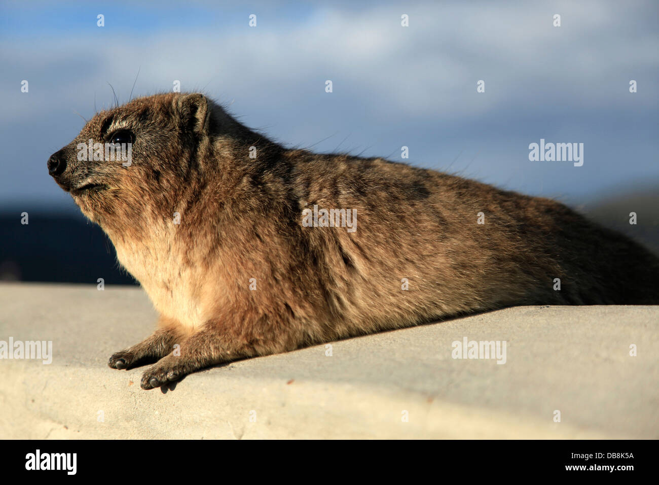 dassie, rock rabbit Stock Photo - Alamy