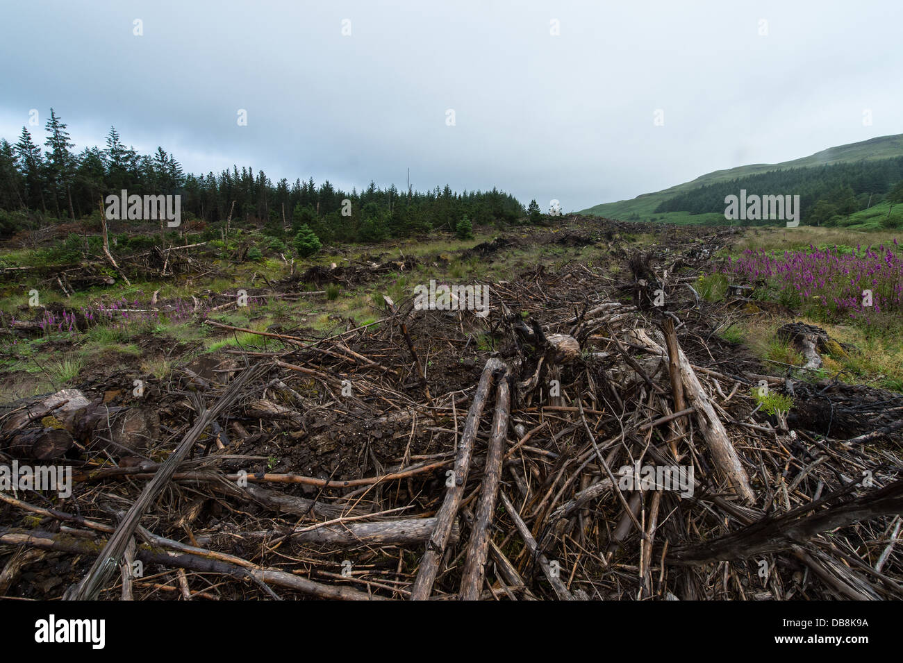 Results of deforestation hi-res stock photography and images - Alamy