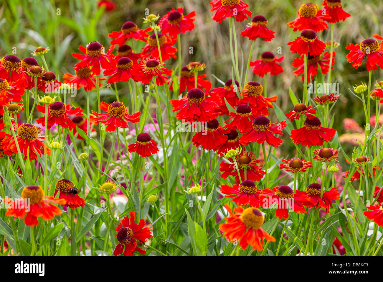 Helenium hi-res stock photography and images - Alamy