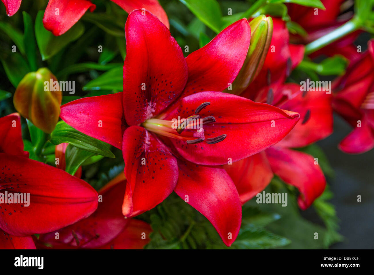 Fire Red Lilly Stock Photo - Alamy