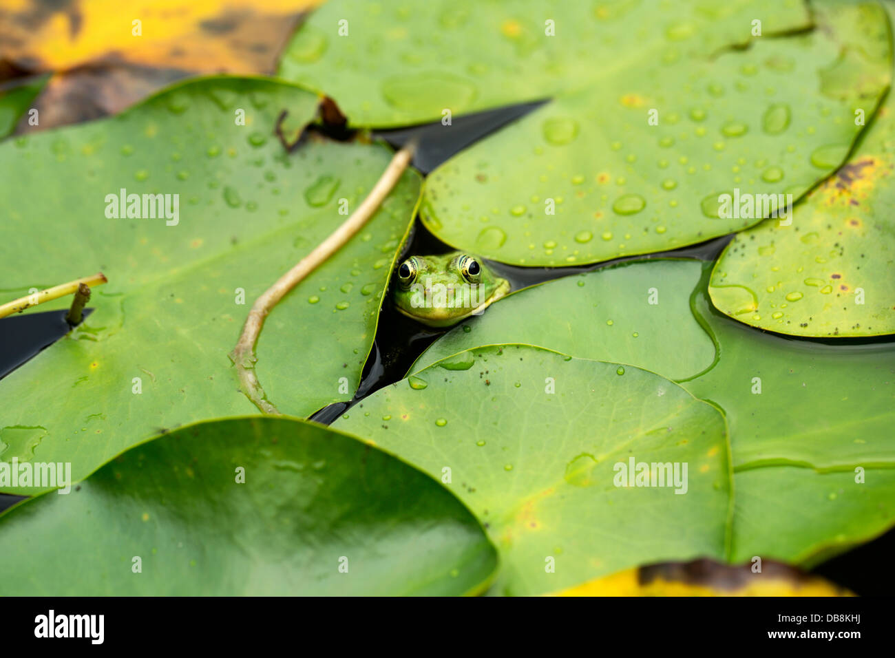 Frog on lily pad a macro background Stock Photo - Alamy