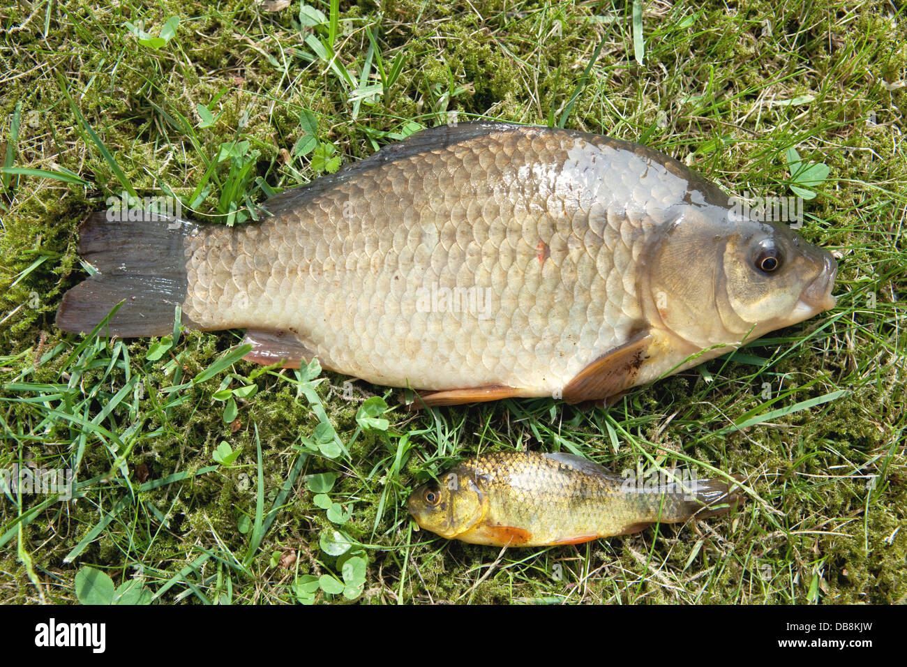 Prussian Carp Stock Photos & Prussian Carp Stock Images - Alamy
