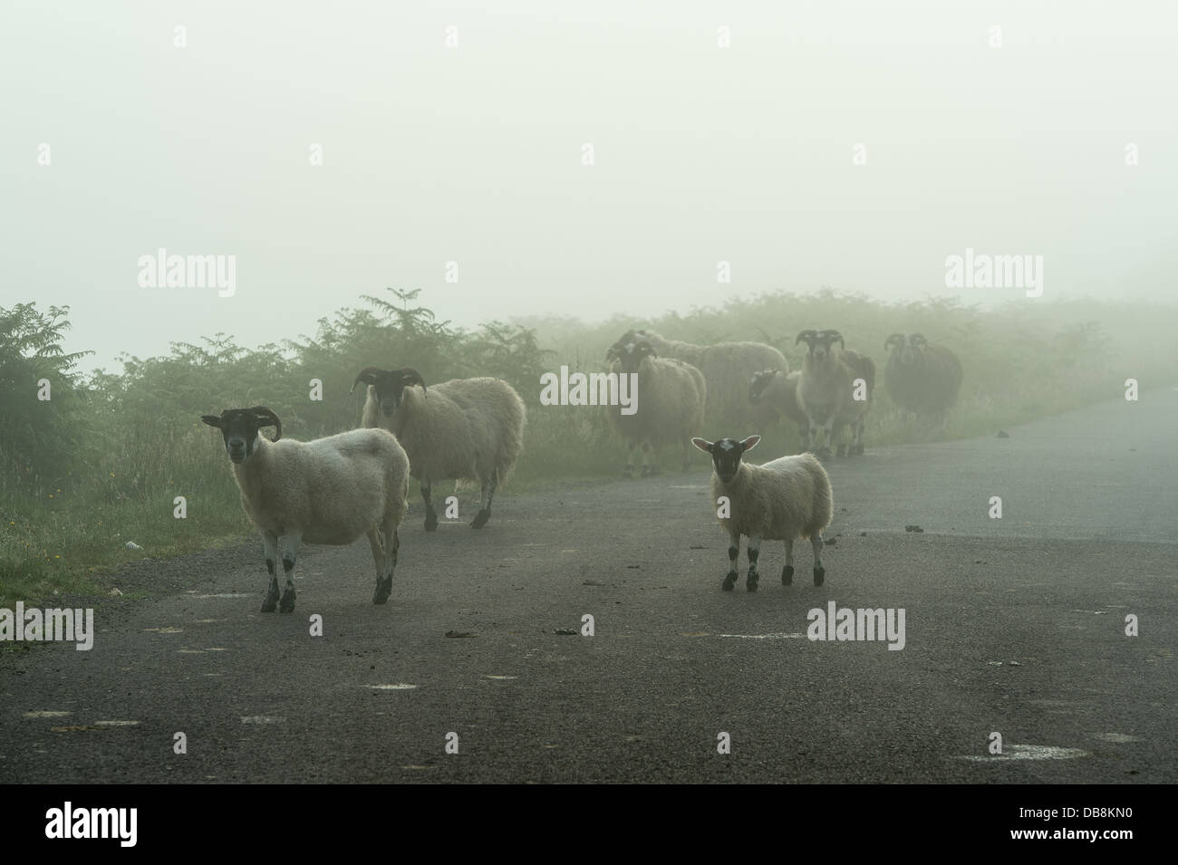 Sheep in mist Stock Photo - Alamy