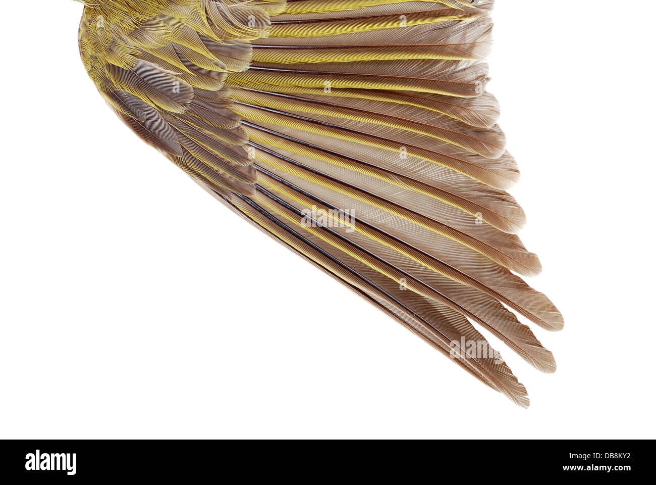 Golden wing spread hi-res stock photography and images - Alamy
