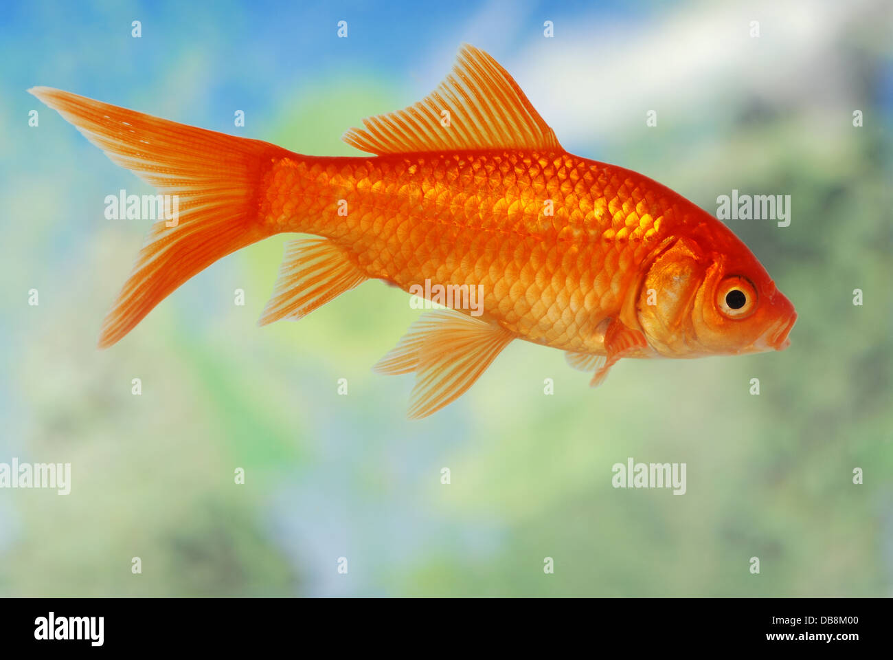 Gold fish goldfish hi-res stock photography and images - Alamy