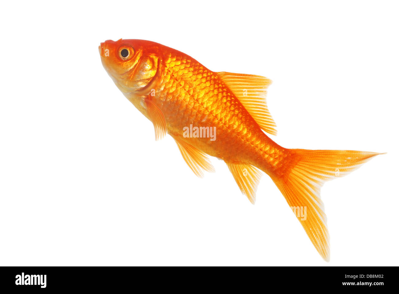 Isolated Gold Fish Stock Photo - Alamy