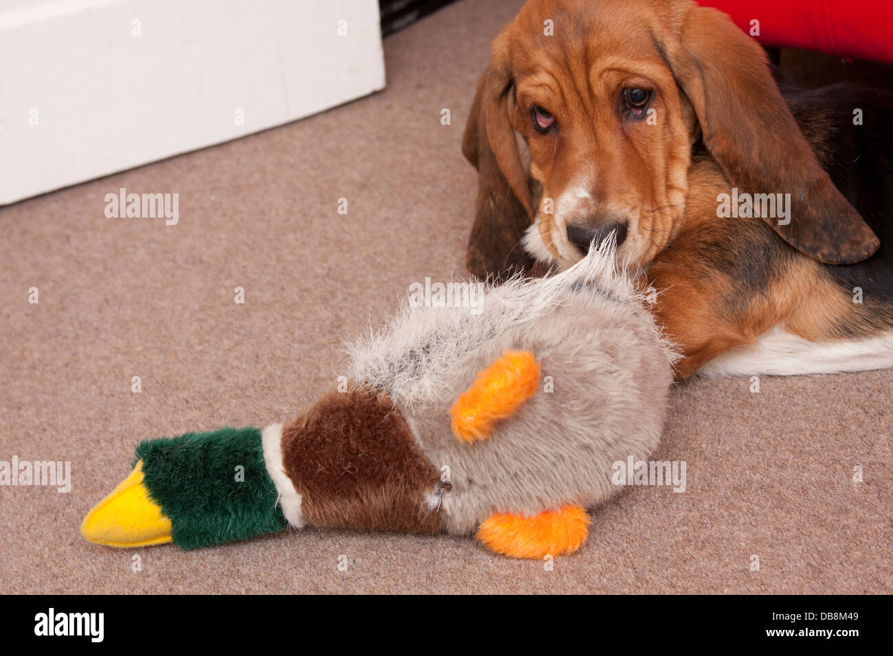 bassett hound puppy; playing with toy Stock Photo - Alamy