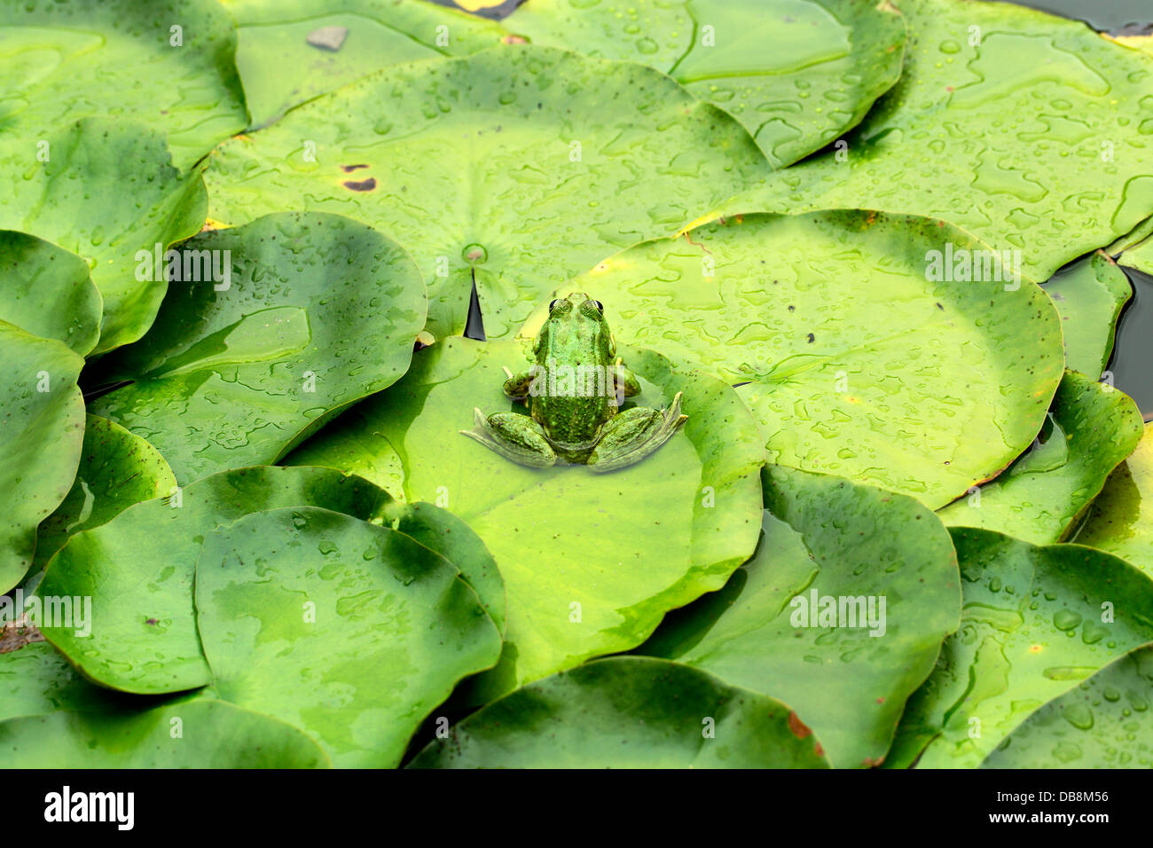 Frog on lily pad a macro background Stock Photo - Alamy