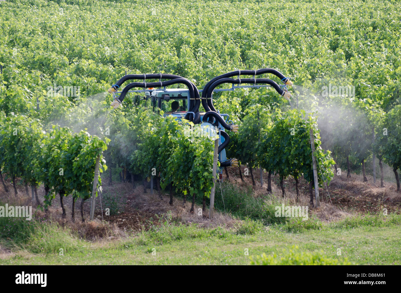 Spraying of grapevines in vineyard in france Stock Photo - Alamy