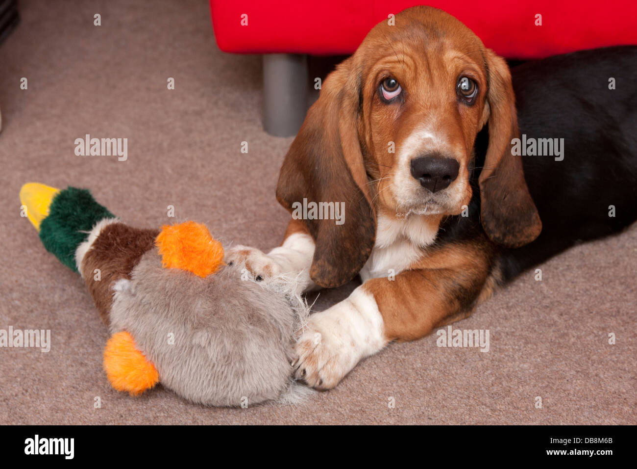 Baby 6 months playing soft hi-res stock photography and images - Alamy