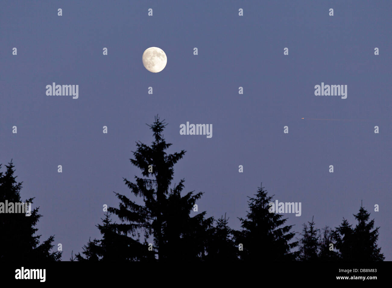 Conifer trees and moon hi-res stock photography and images - Alamy