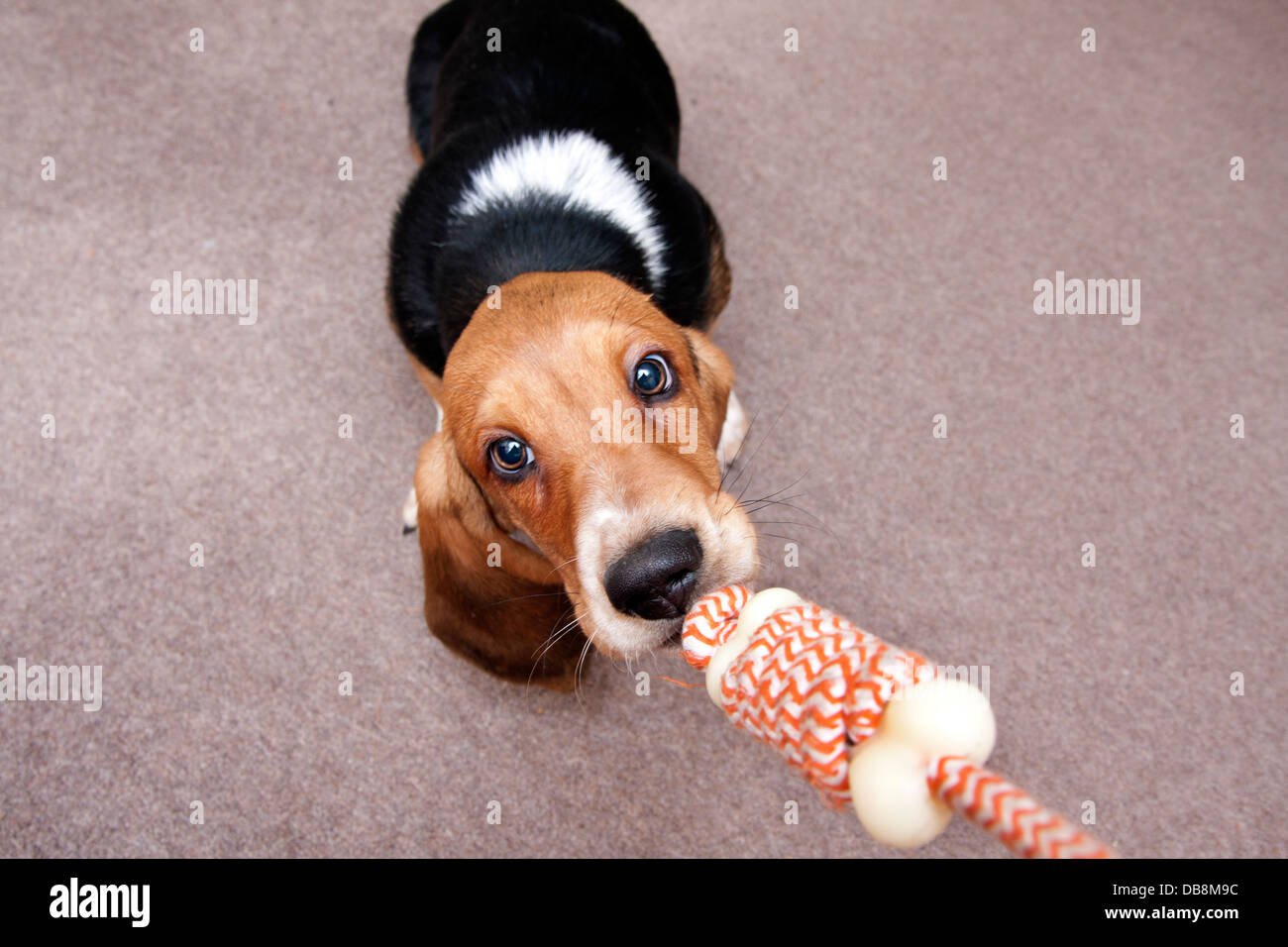 bassett hound puppy; playing with toy Stock Photo - Alamy