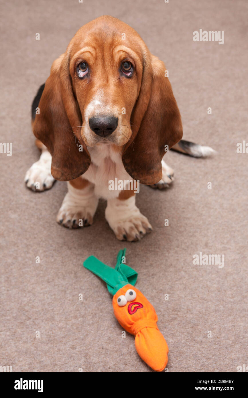 bassett hound puppy; playing with toy Stock Photo - Alamy