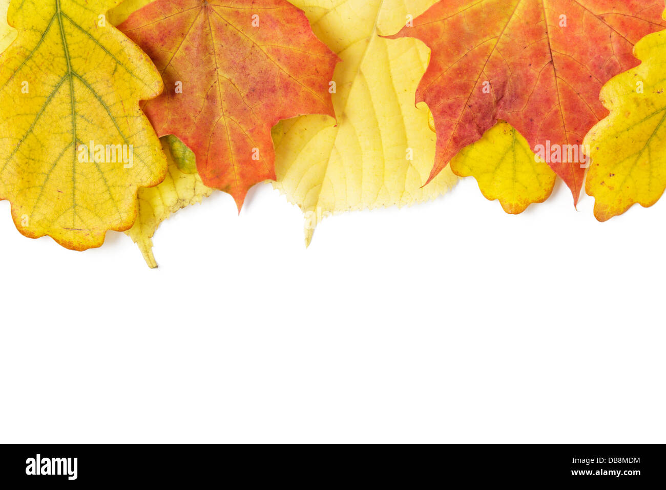 border from different autumn leaves, background autumn theme Stock ...