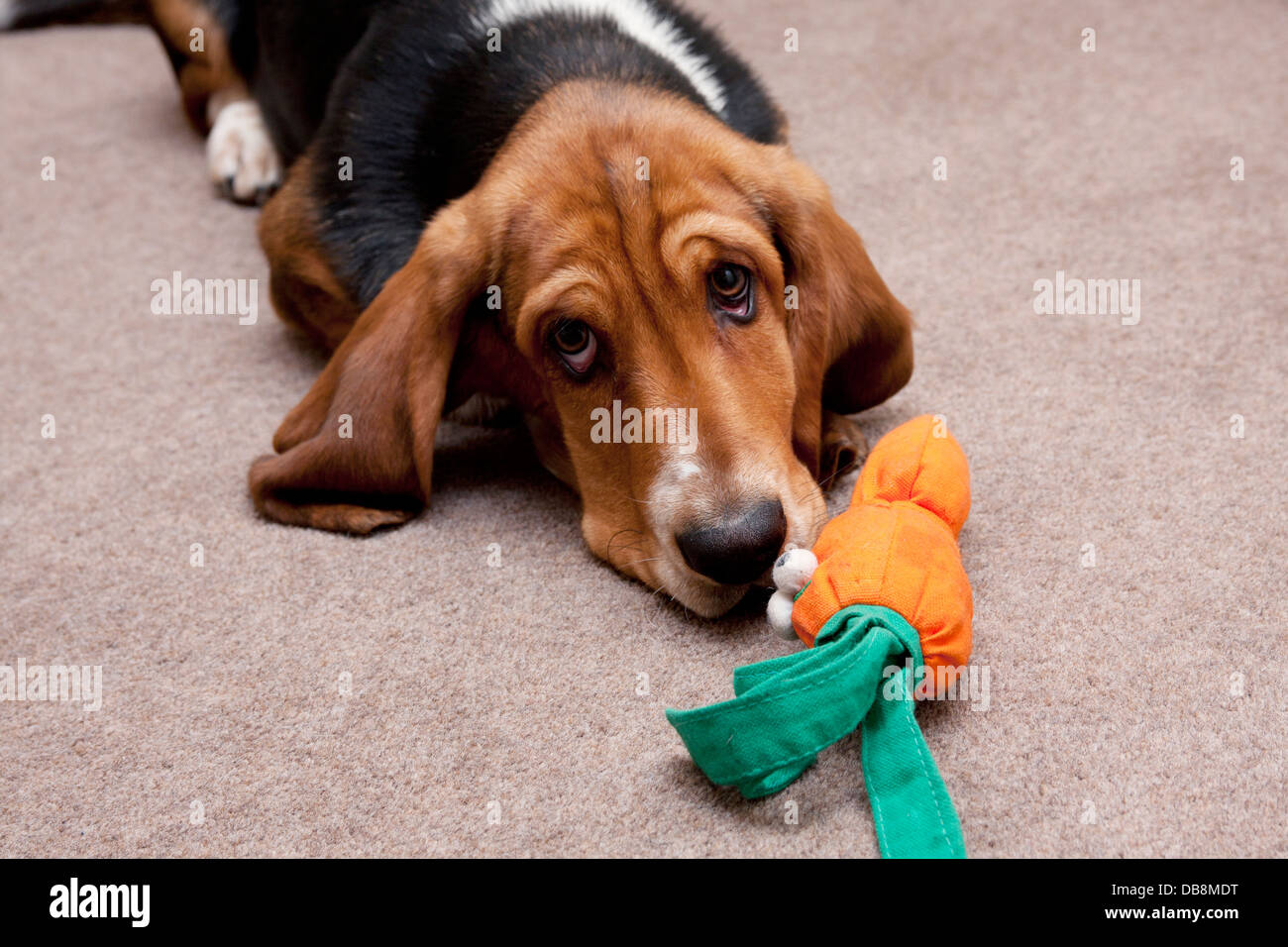 bassett hound puppy; playing with toy Stock Photo - Alamy