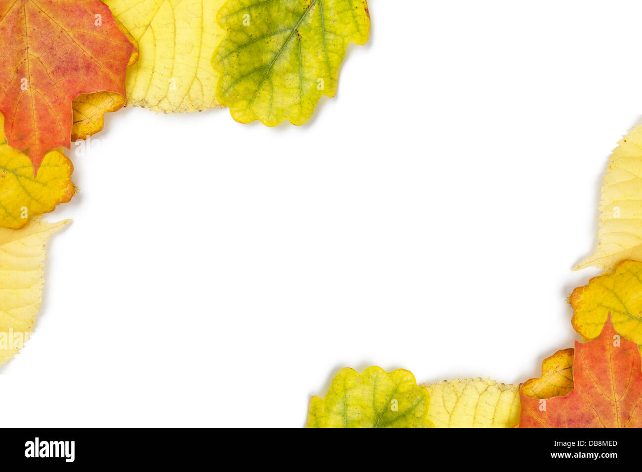 border from different autumn leaves, background autumn theme Stock ...