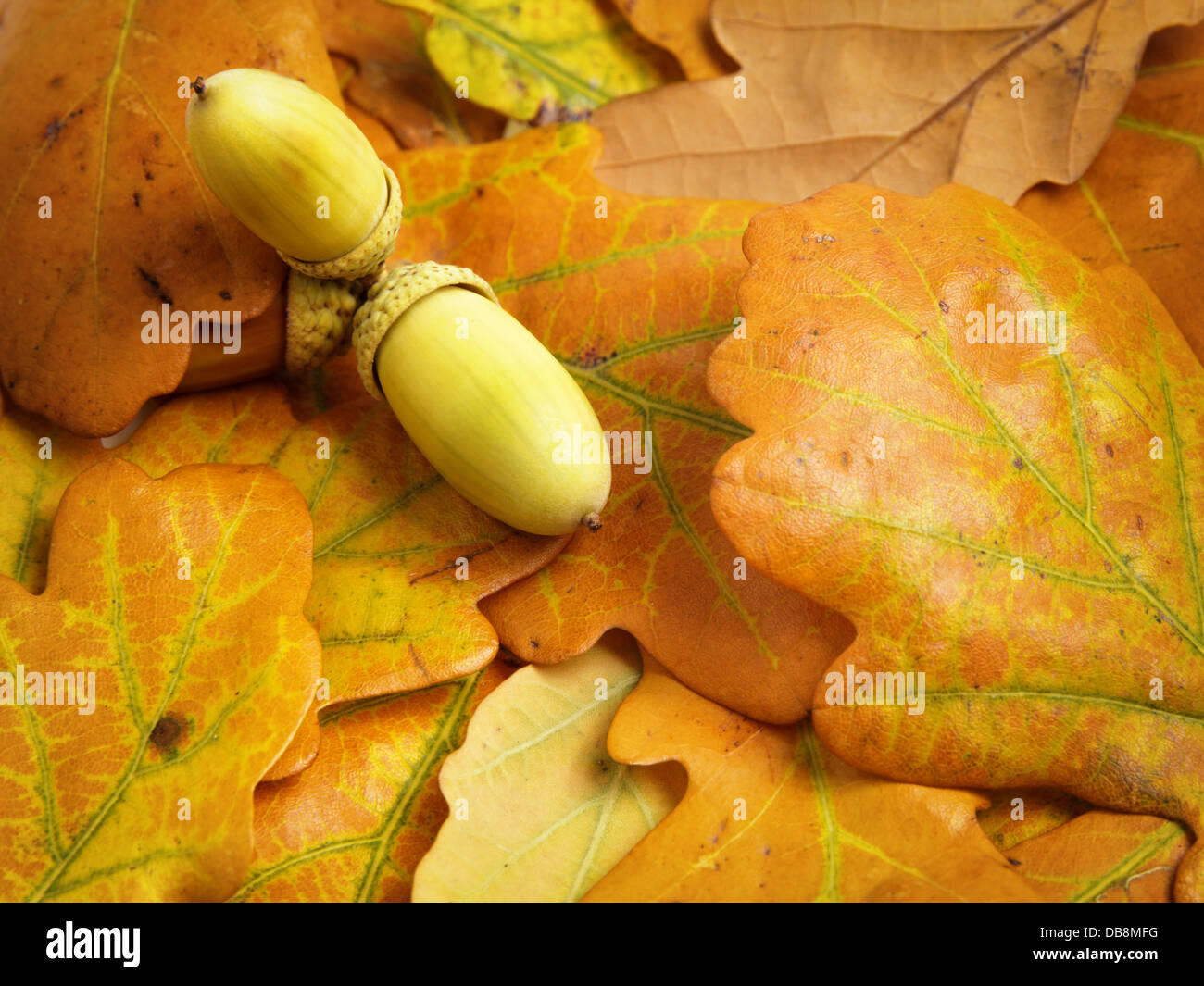 autumn oak leaves with acorn, background autumn theme Stock Photo - Alamy