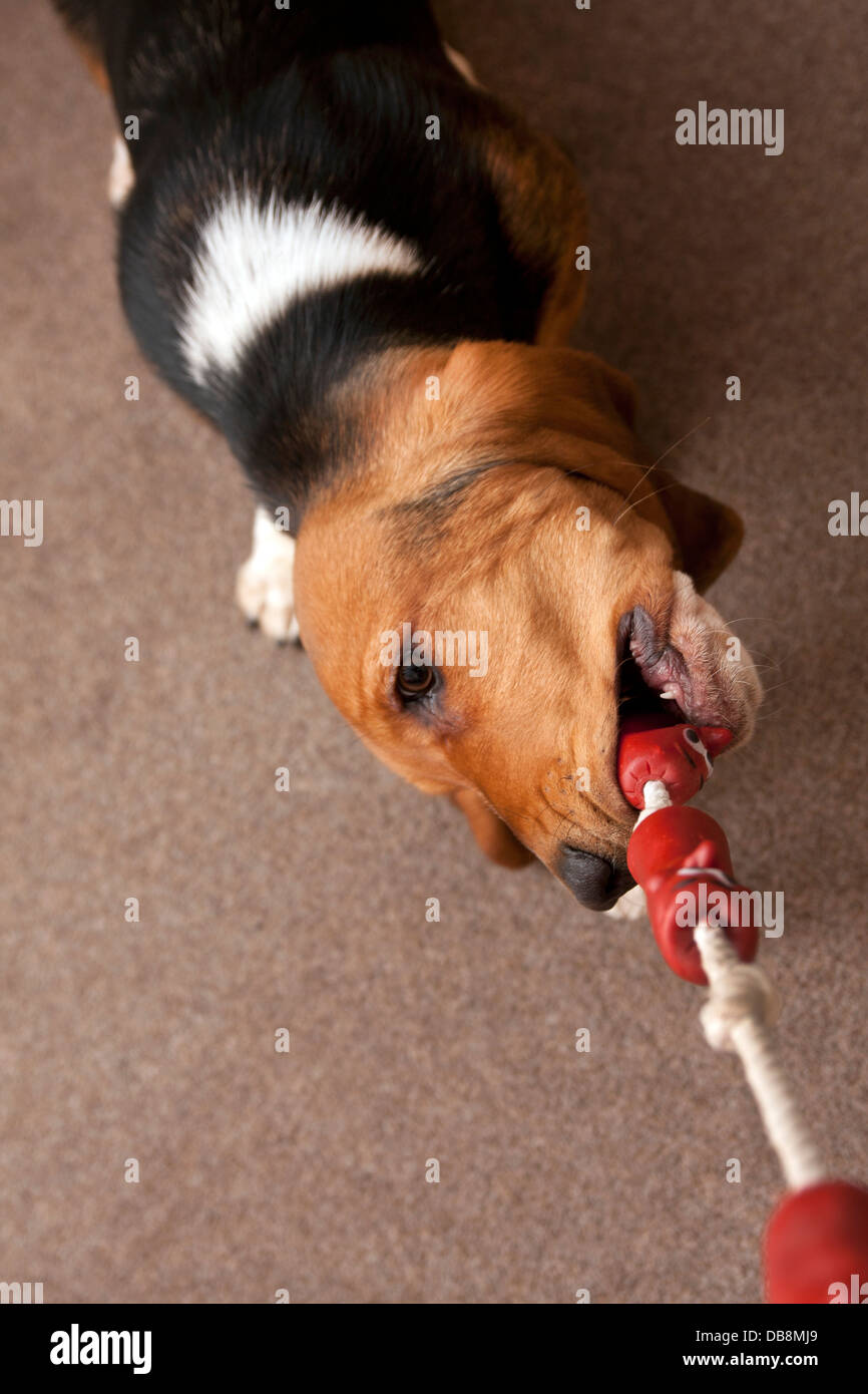 bassett hound puppy; playing with toy Stock Photo - Alamy