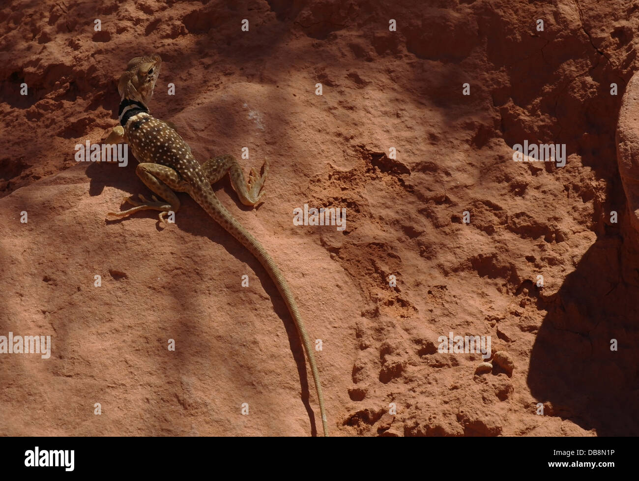 Great Basin Collared Lizard, head turned, standing sandstone rock ...
