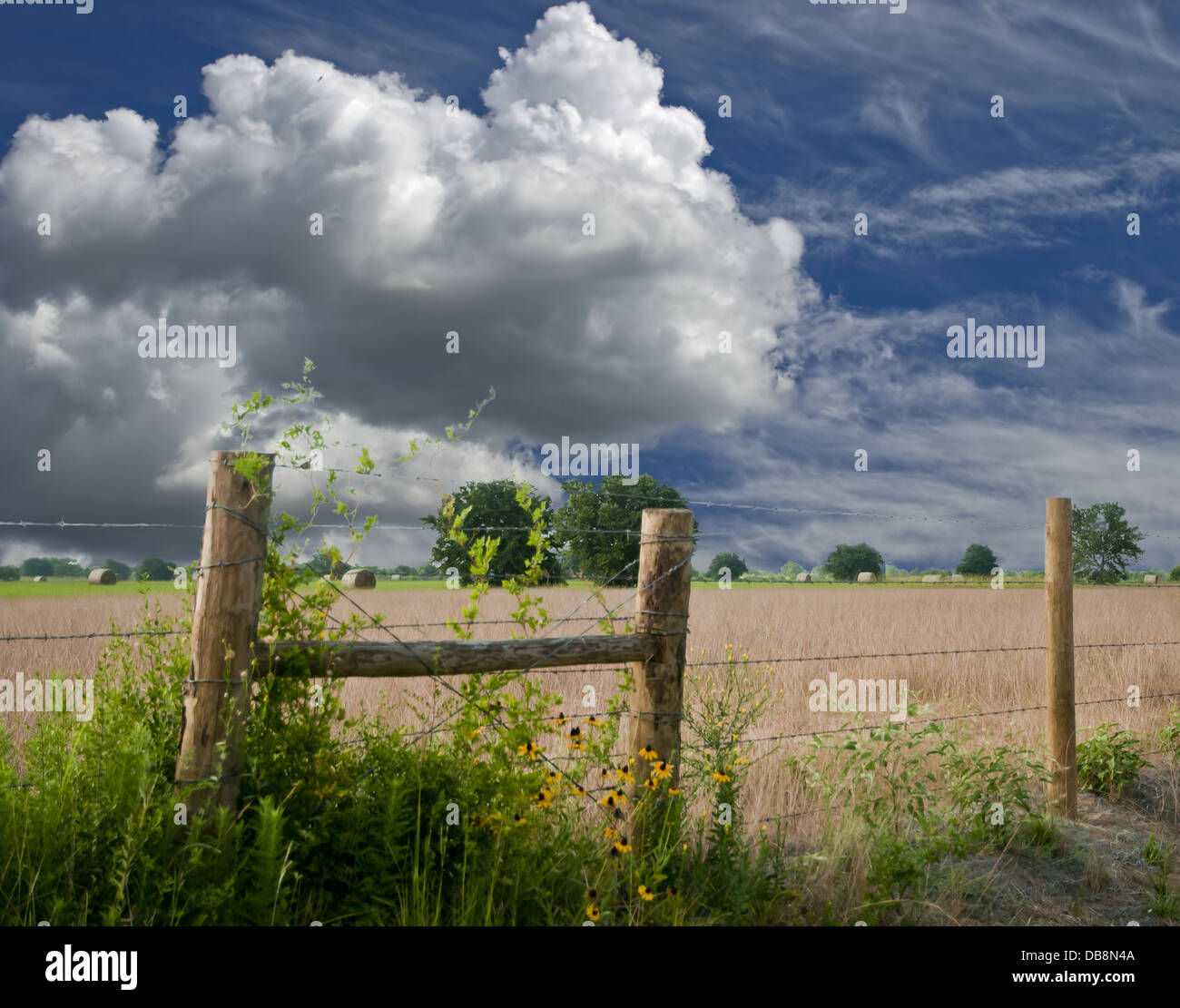 A Texas farm ranch field during the summer shows a wide-open landscape ...