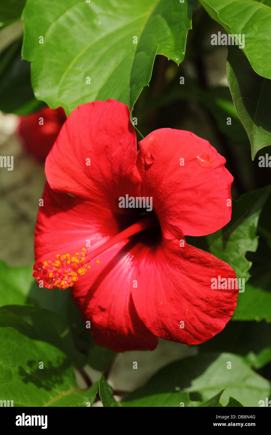 A red hibiscus flower on Lindos, Rhodes, Greece Stock Photo - Alamy