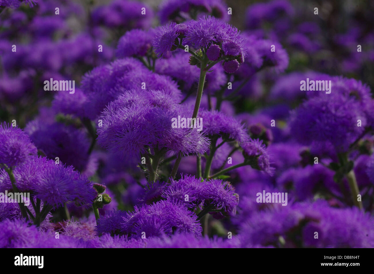 A close-up view of a blooming blue violet flower in nature, showcasing ...