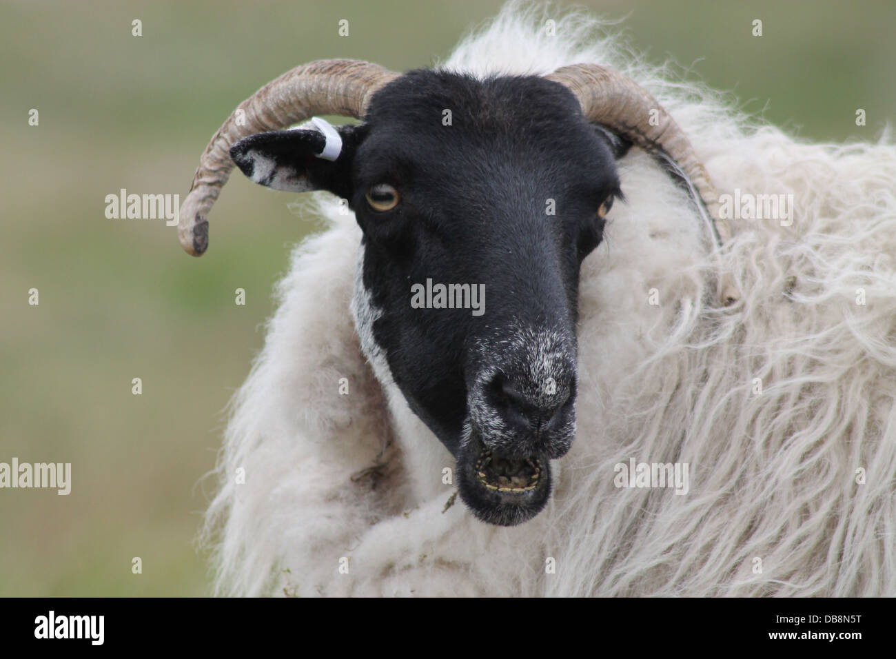 Ram eyes hi-res stock photography and images - Alamy