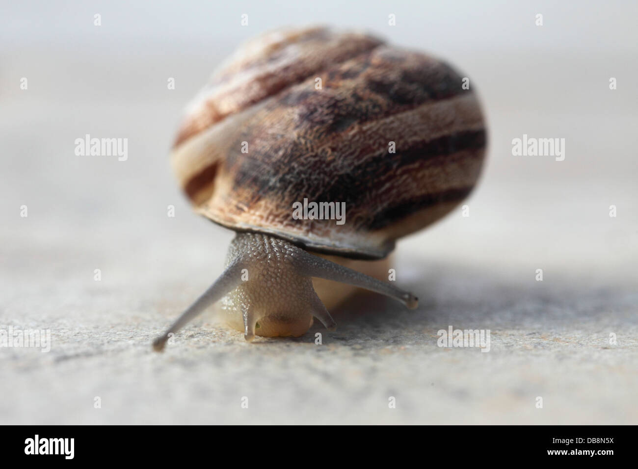 Mollusc exoskeleton hi-res stock photography and images - Alamy