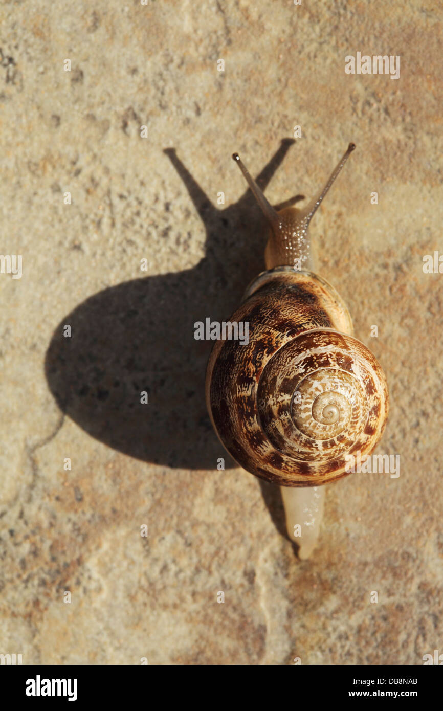 A snail on Rhodes, Greece. The growth spiral of the snails shell can be ...