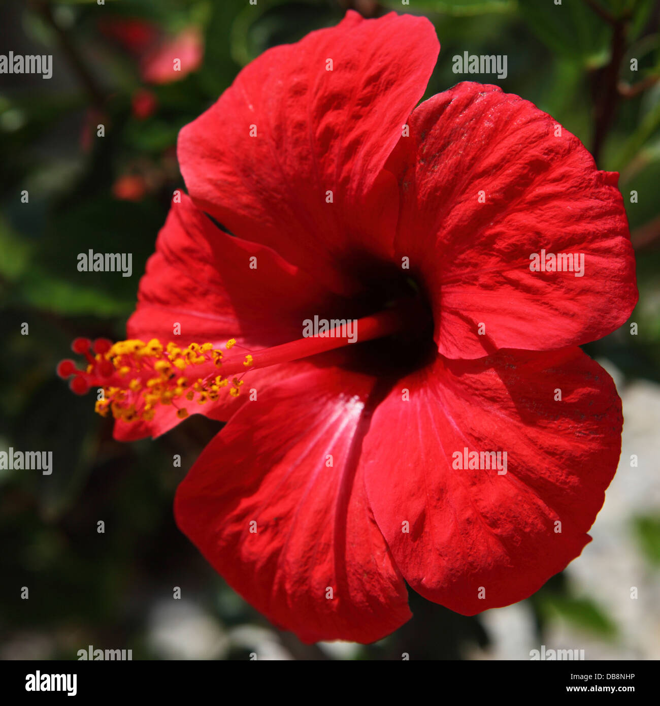A red hibiscus flower on Lindos, Rhodes, Greece Stock Photo - Alamy