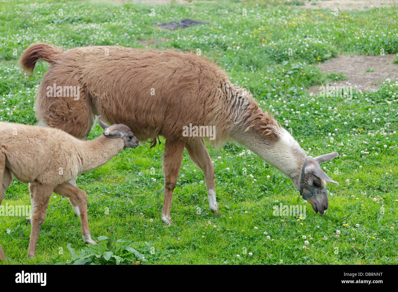 Llamas eating hi-res stock photography and images - Alamy