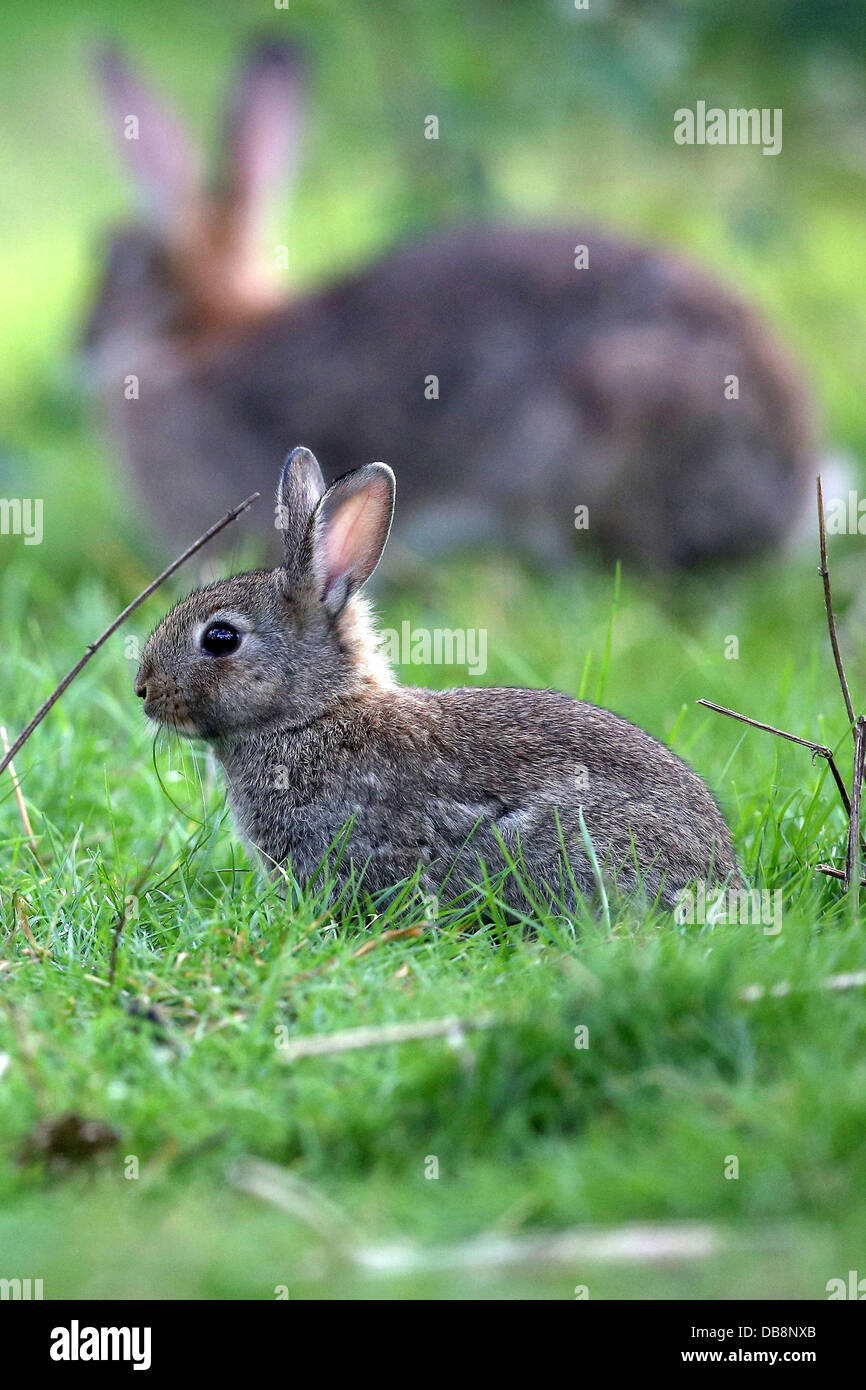 A young rabbit sits near its mother in its enclosure at the Granat ...