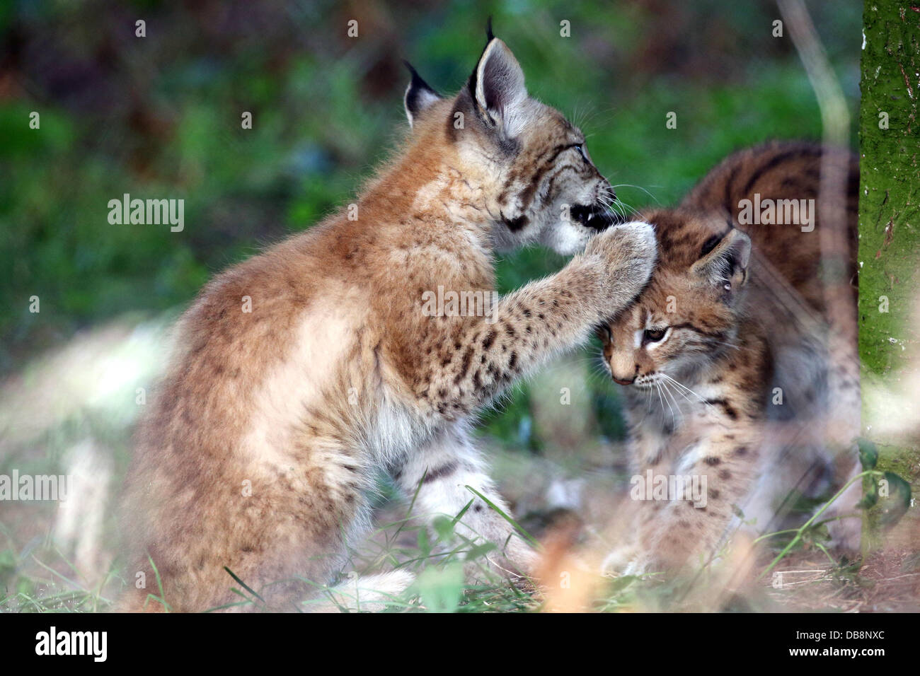 A young lynx (Lynx lynx) lies near its mother in its enclosure at the ...