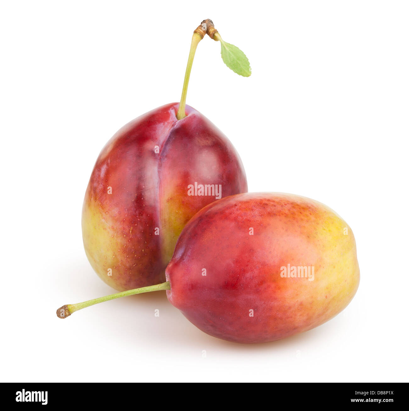 Two fresh plums leaves hi-res stock photography and images - Alamy